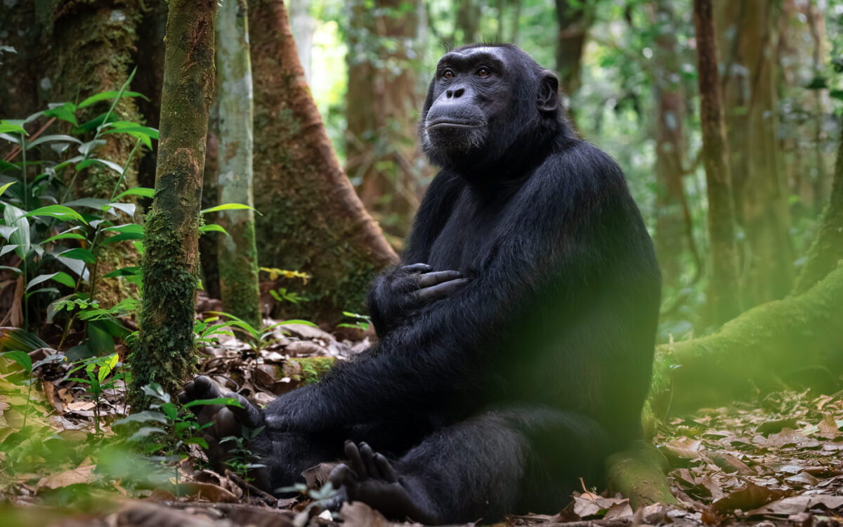 Chimpanzee Trekking in Kibale: My Uganda Wildlife Review