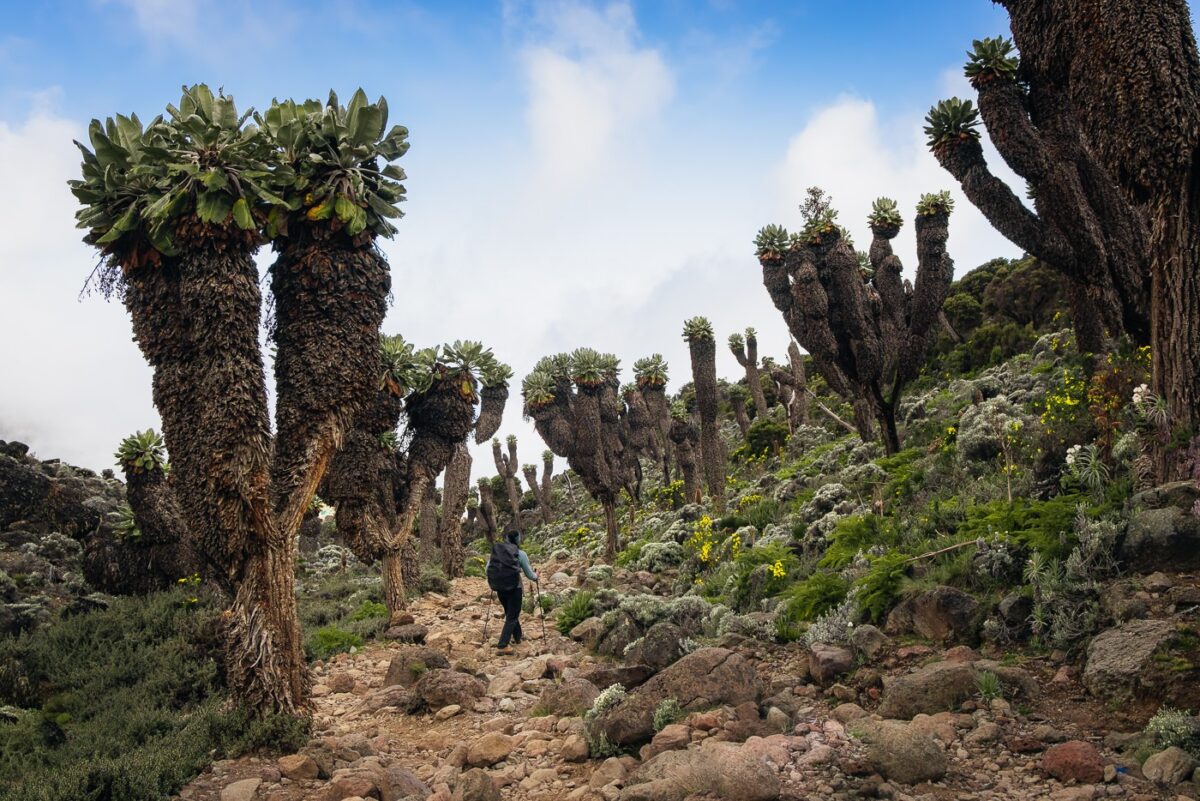 Guide to Climbing the Lemosho Route on Mount Kilimanjaro