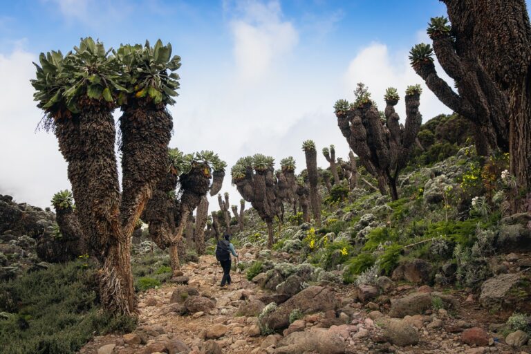 Guide to Climbing the Lemosho Route on Mount Kilimanjaro