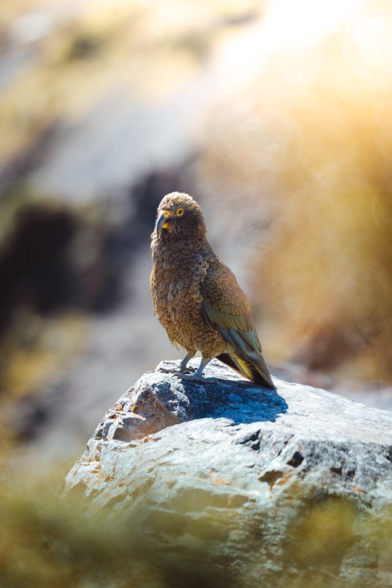 Hiking the Kea Point Track in Mount Cook National Park