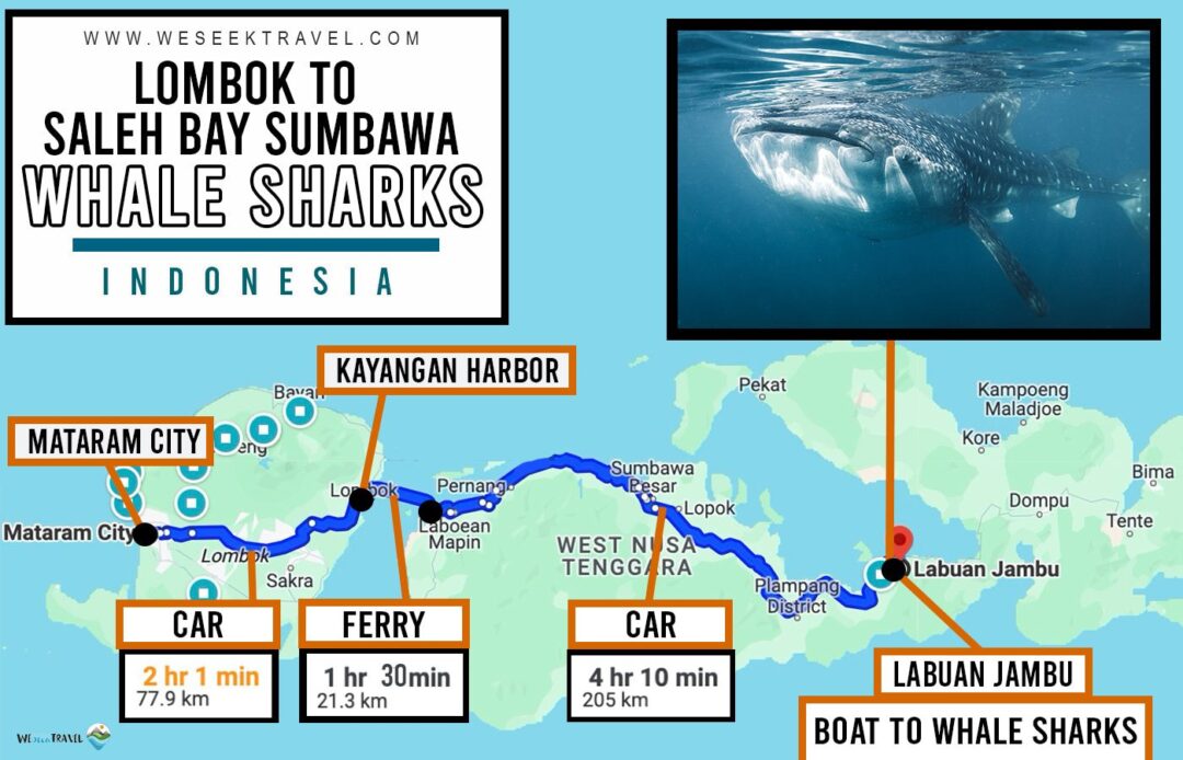 Snorkeling With Whale Sharks at Saleh Bay, Sumbawa