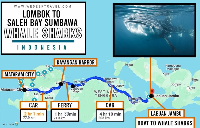Snorkeling With Whale Sharks at Saleh Bay, Sumbawa