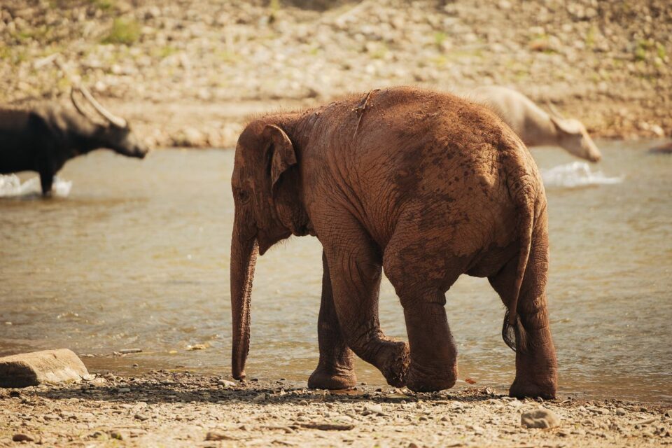 Where to See Elephants in Thailand at an ETHICAL Sanctuary