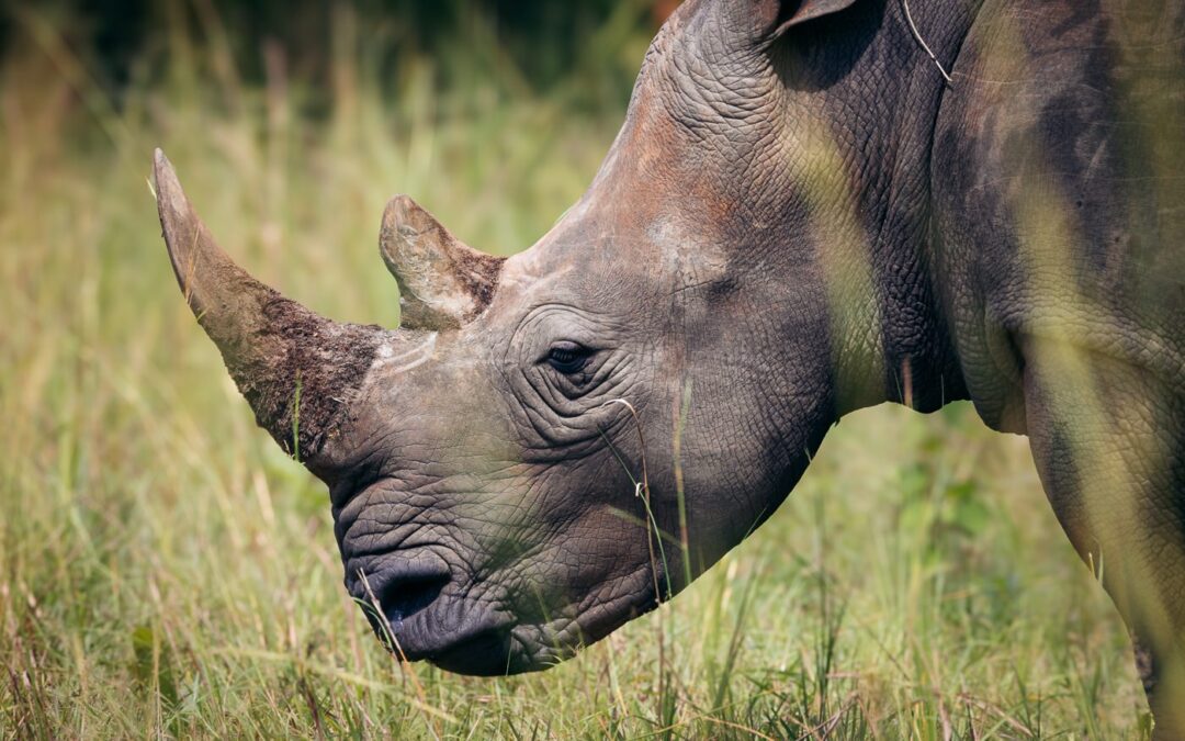Trekking with the Last Rhinos of Uganda at Ziwa Sanctuary