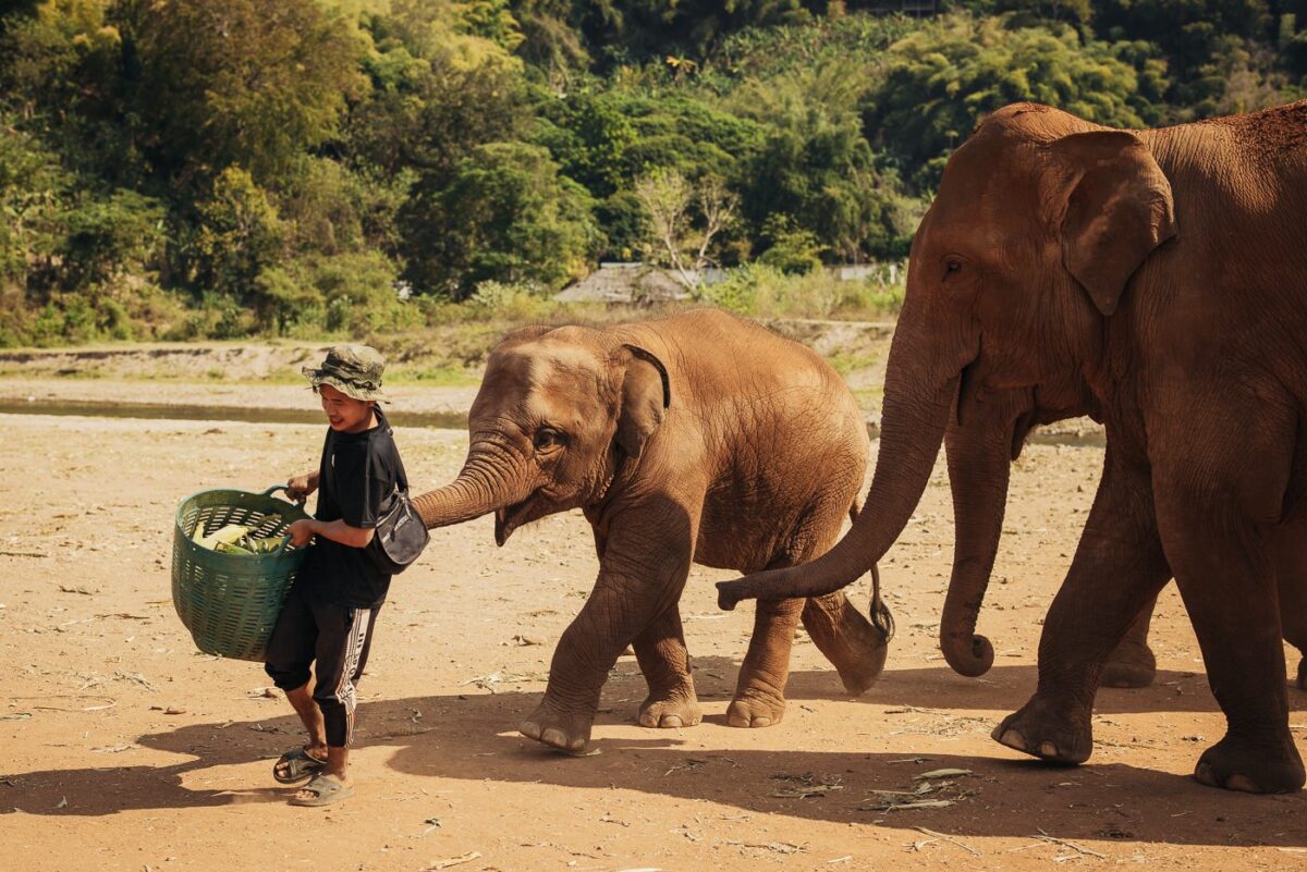 Where to See Elephants in Thailand at an ETHICAL Sanctuary