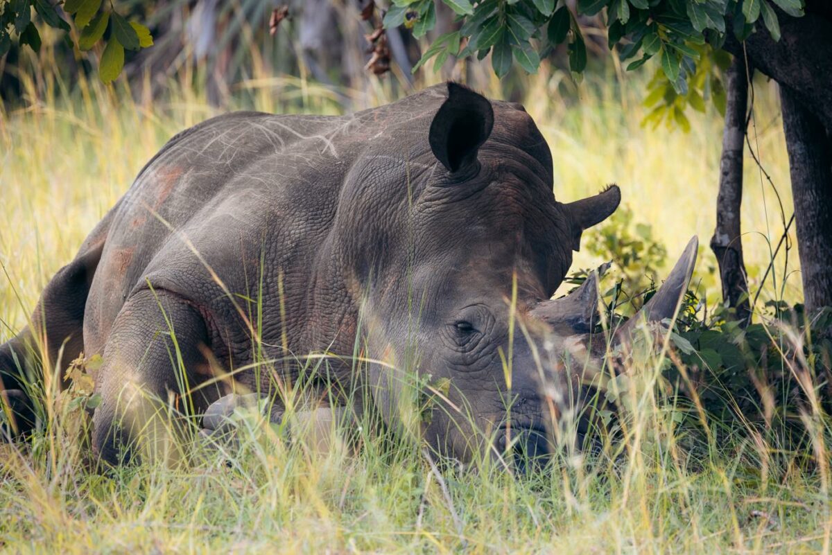 Trekking with the Last Rhinos of Uganda at Ziwa Sanctuary