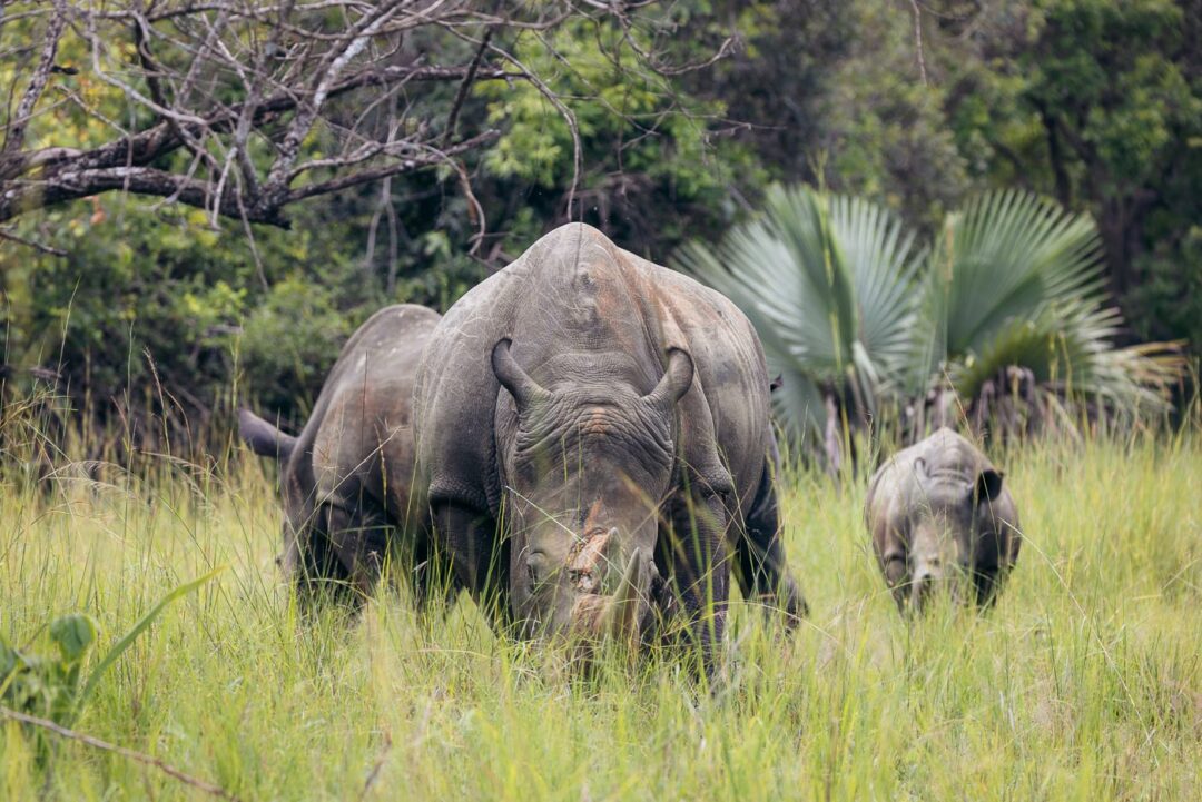Trekking with the Last Rhinos of Uganda at Ziwa Sanctuary