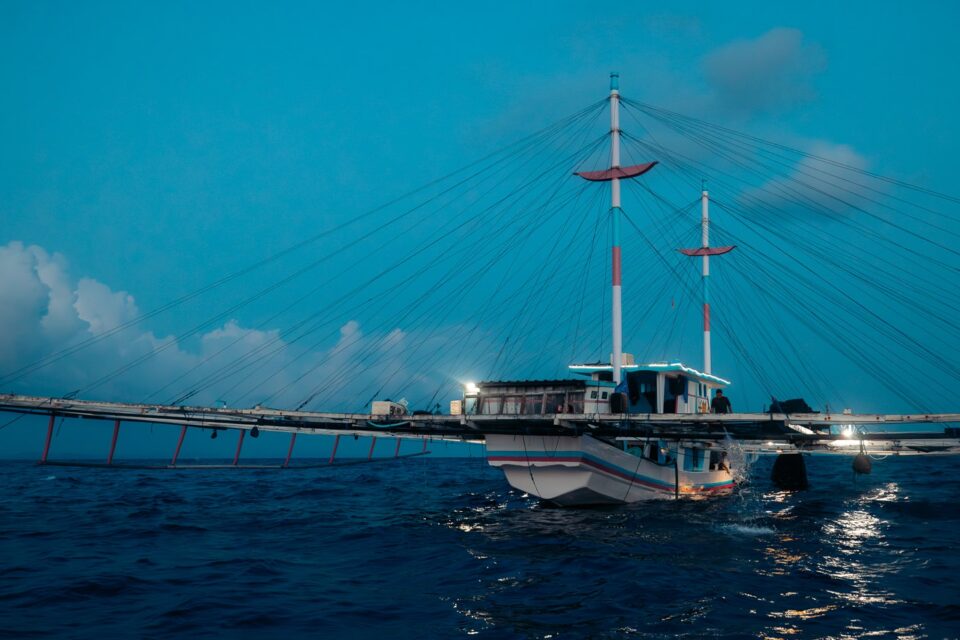Snorkeling With Whale Sharks at Saleh Bay, Sumbawa