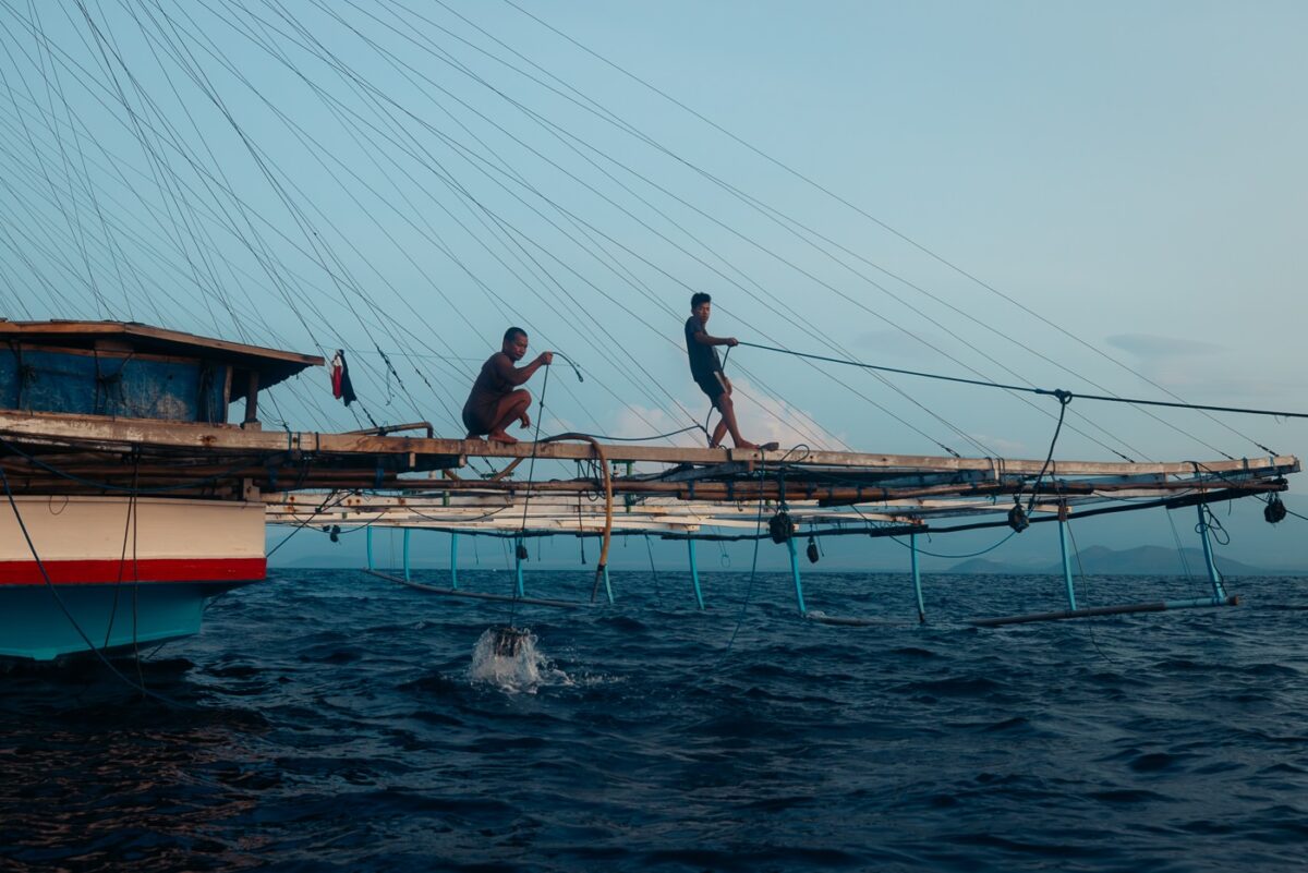 Snorkeling With Whale Sharks at Saleh Bay, Sumbawa