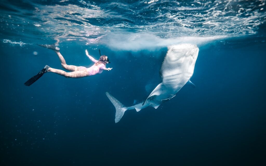 Snorkeling With Whale Sharks at Saleh Bay, Sumbawa