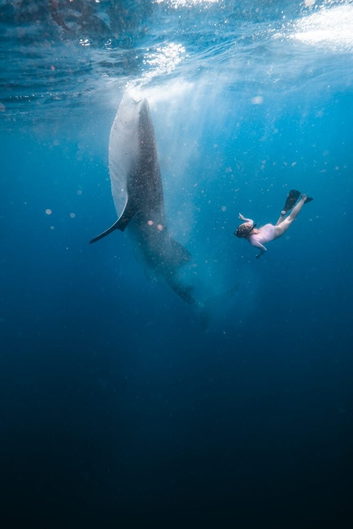 Snorkeling With Whale Sharks at Saleh Bay, Sumbawa