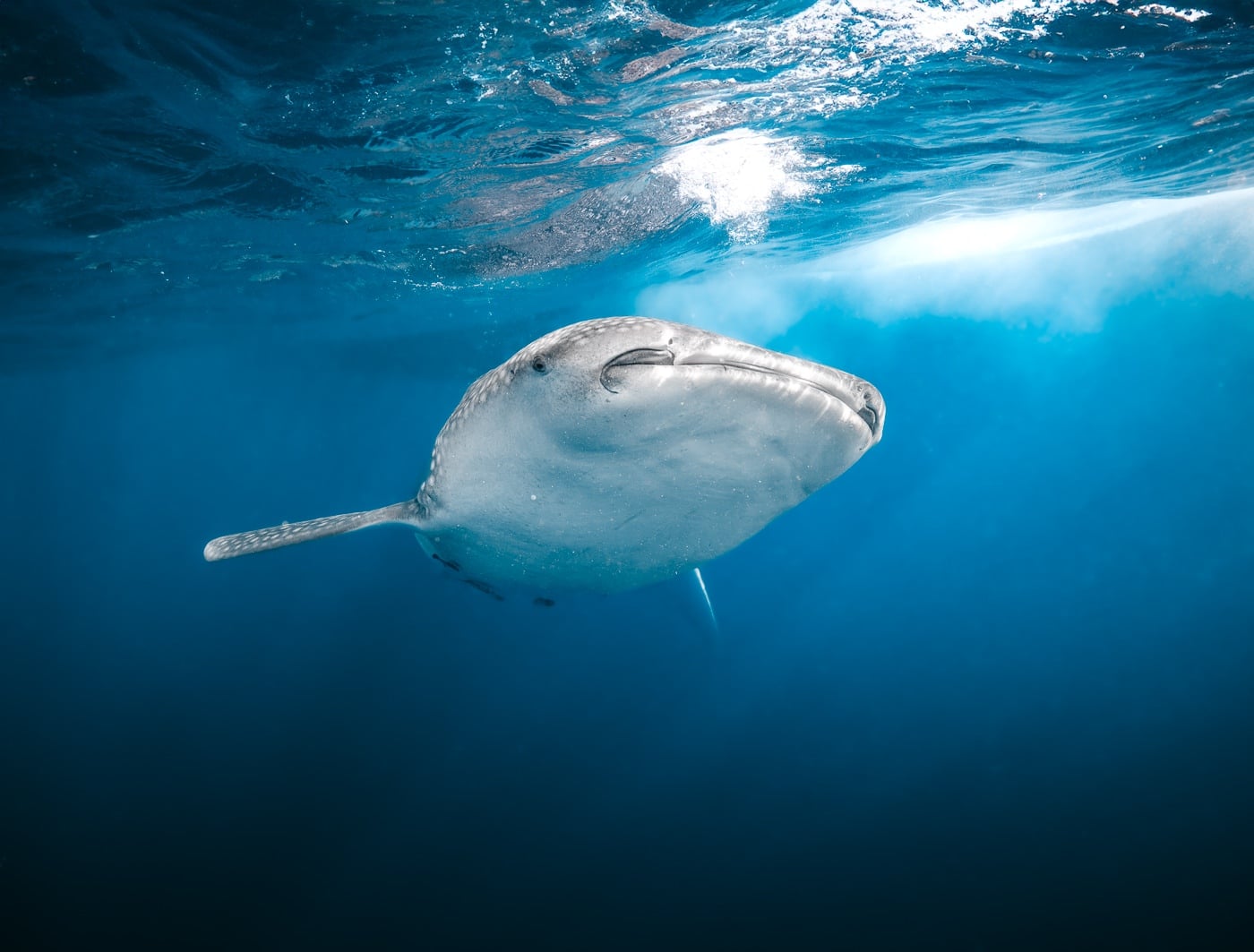 Snorkeling With Whale Sharks at Saleh Bay, Sumbawa (Indonesia ...