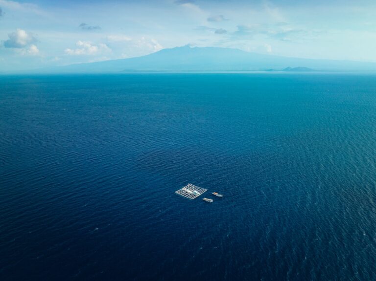Snorkeling With Whale Sharks at Saleh Bay, Sumbawa
