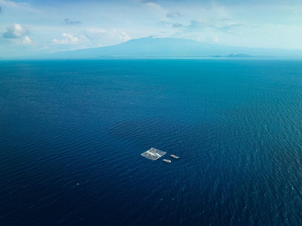 Snorkeling With Whale Sharks at Saleh Bay, Sumbawa