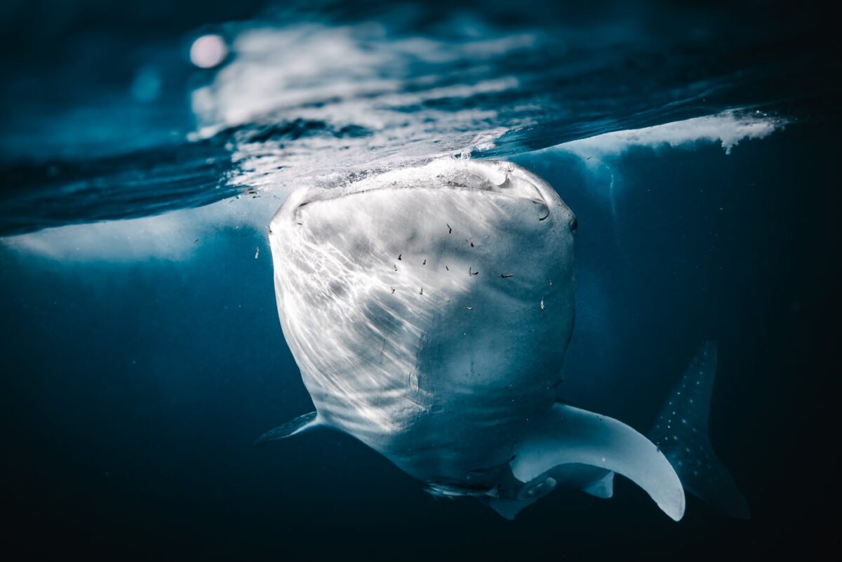 Snorkeling With Whale Sharks at Saleh Bay, Sumbawa