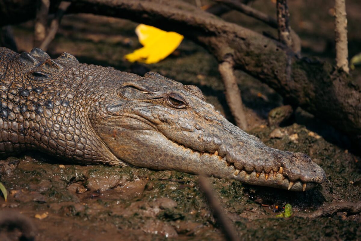 Where to See Crocodiles in Cairns & Port Douglas
