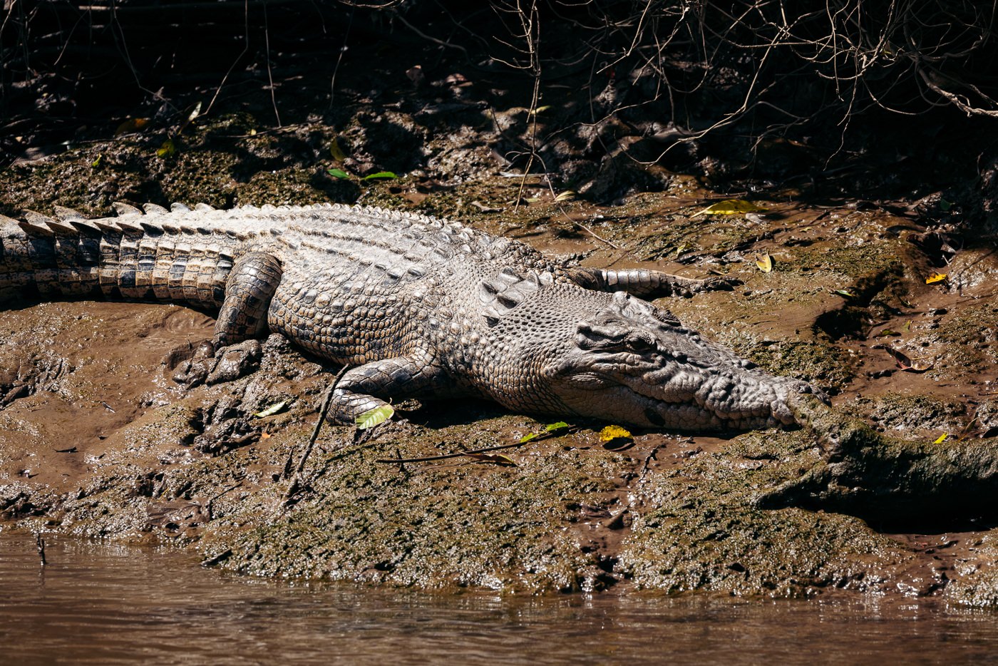Where to See Crocodiles in Cairns & Port Douglas