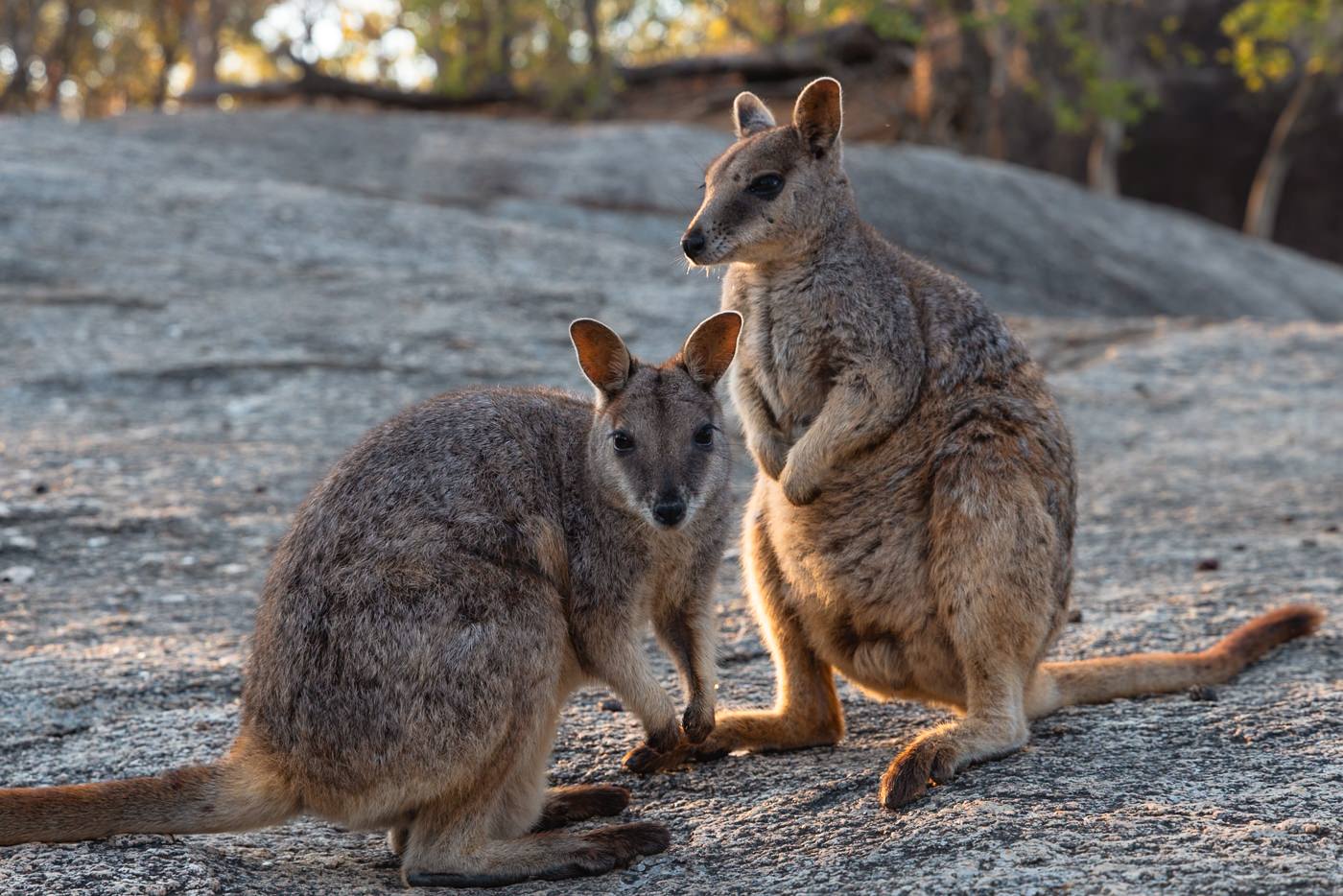 Where to See Kangaroos & Wallabies in Cairns