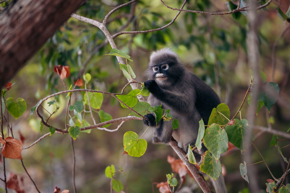How & Where to Spot Dusky Leaf Monkeys at Railay Beach