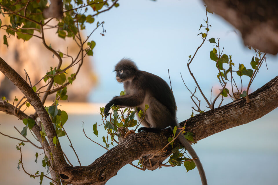 How & Where to Spot Dusky Leaf Monkeys at Railay Beach
