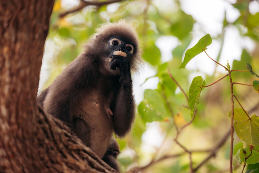 How & Where to Spot Dusky Leaf Monkeys at Railay Beach
