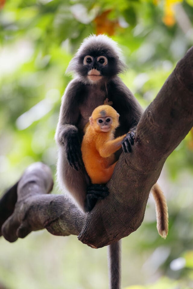 How & Where to Spot Dusky Leaf Monkeys at Railay Beach