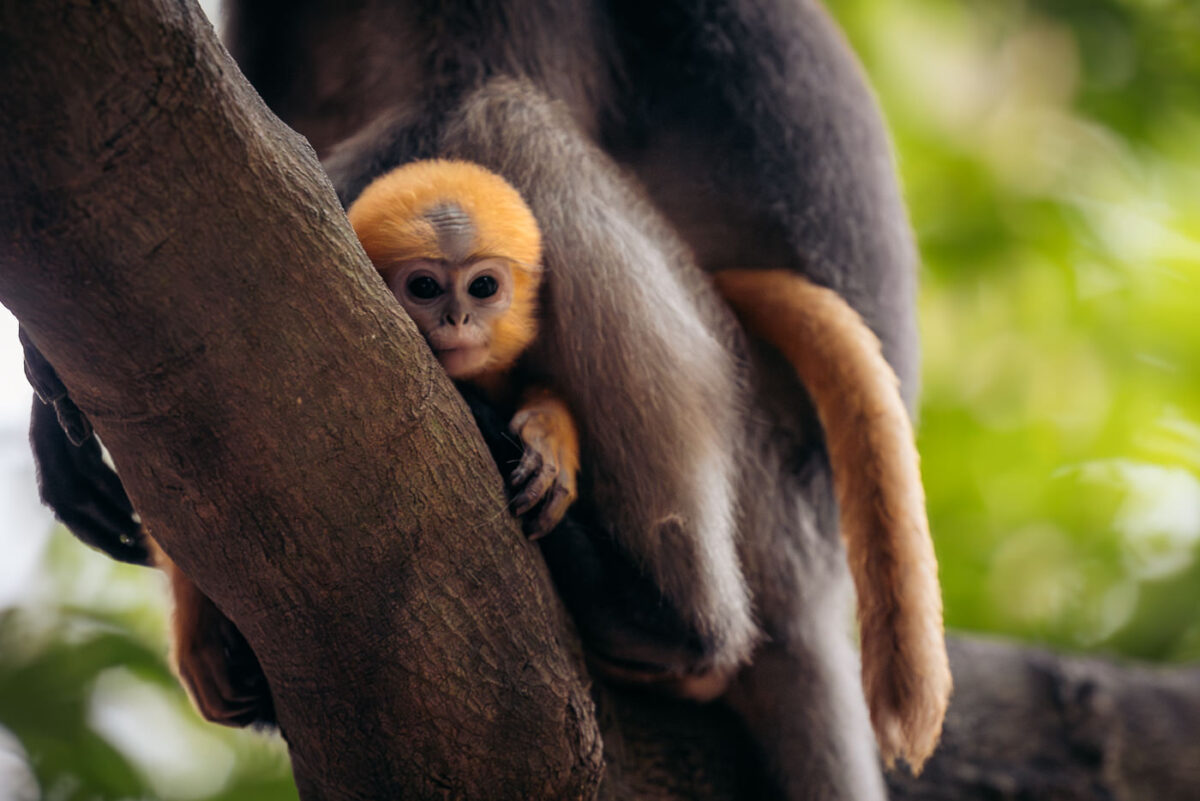 How & Where to Spot Dusky Leaf Monkeys at Railay Beach