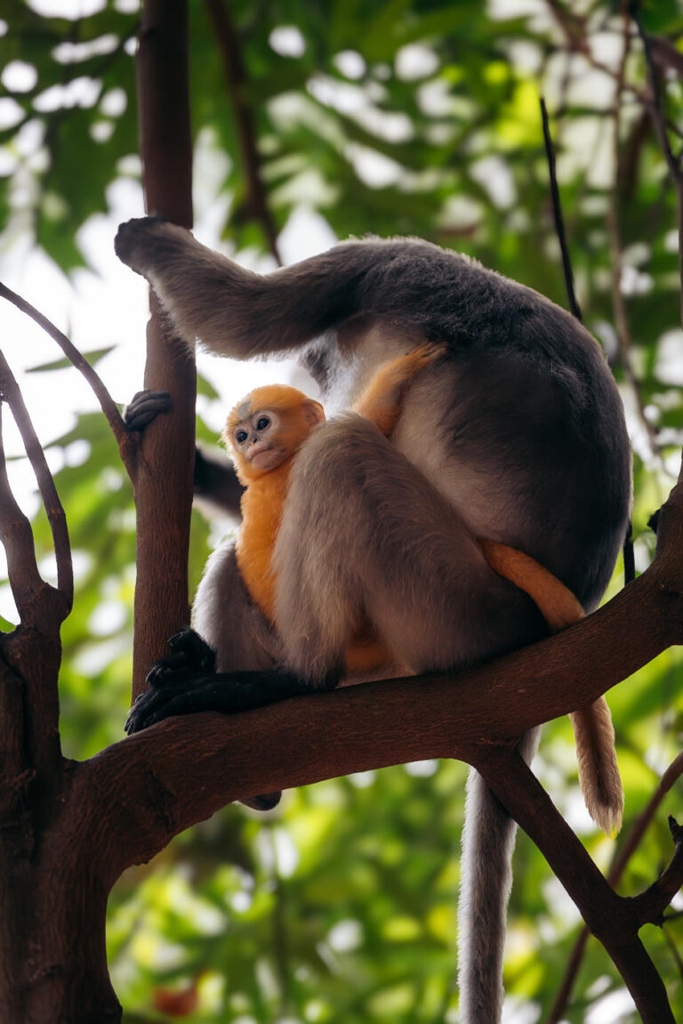 How & Where to Spot Dusky Leaf Monkeys at Railay Beach