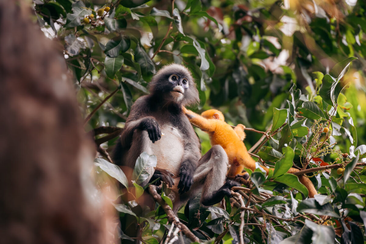How & Where to Spot Dusky Leaf Monkeys at Railay Beach