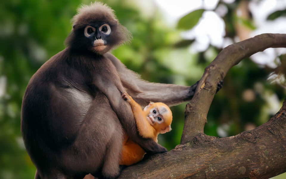 How & Where to Spot Dusky Leaf Monkeys at Railay Beach