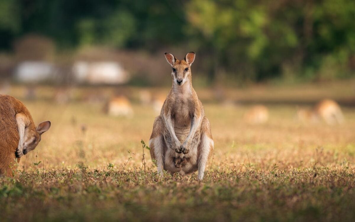 Where To See Kangaroos Wallabies In Cairns