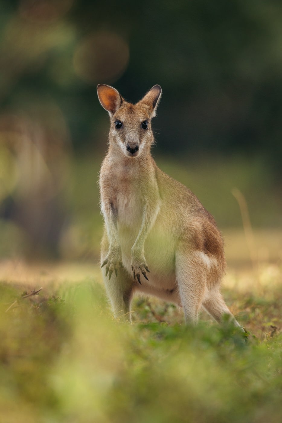 Where To See Kangaroos Wallabies In Cairns